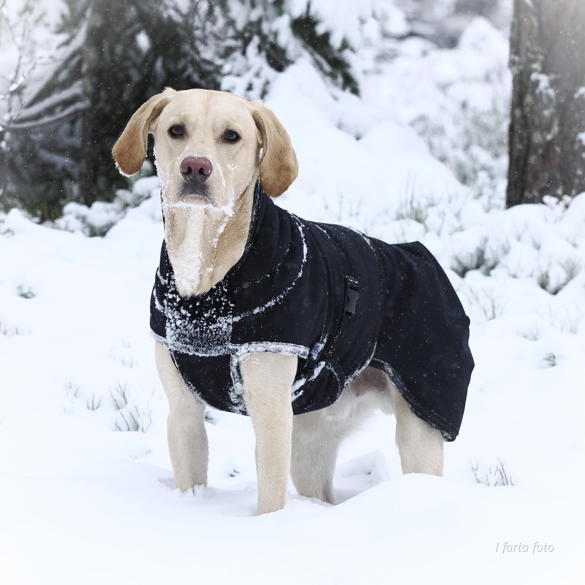 Thermo sort - 100% ulldekken hund softshell ytterstoff - Canelana